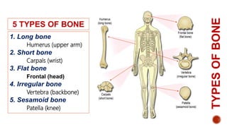 Skeletal system | PPT