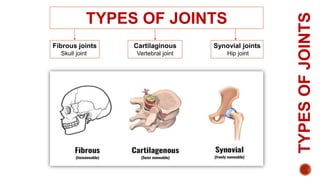 Skeletal system | PPTX