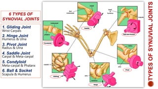 Skeletal system | PPT
