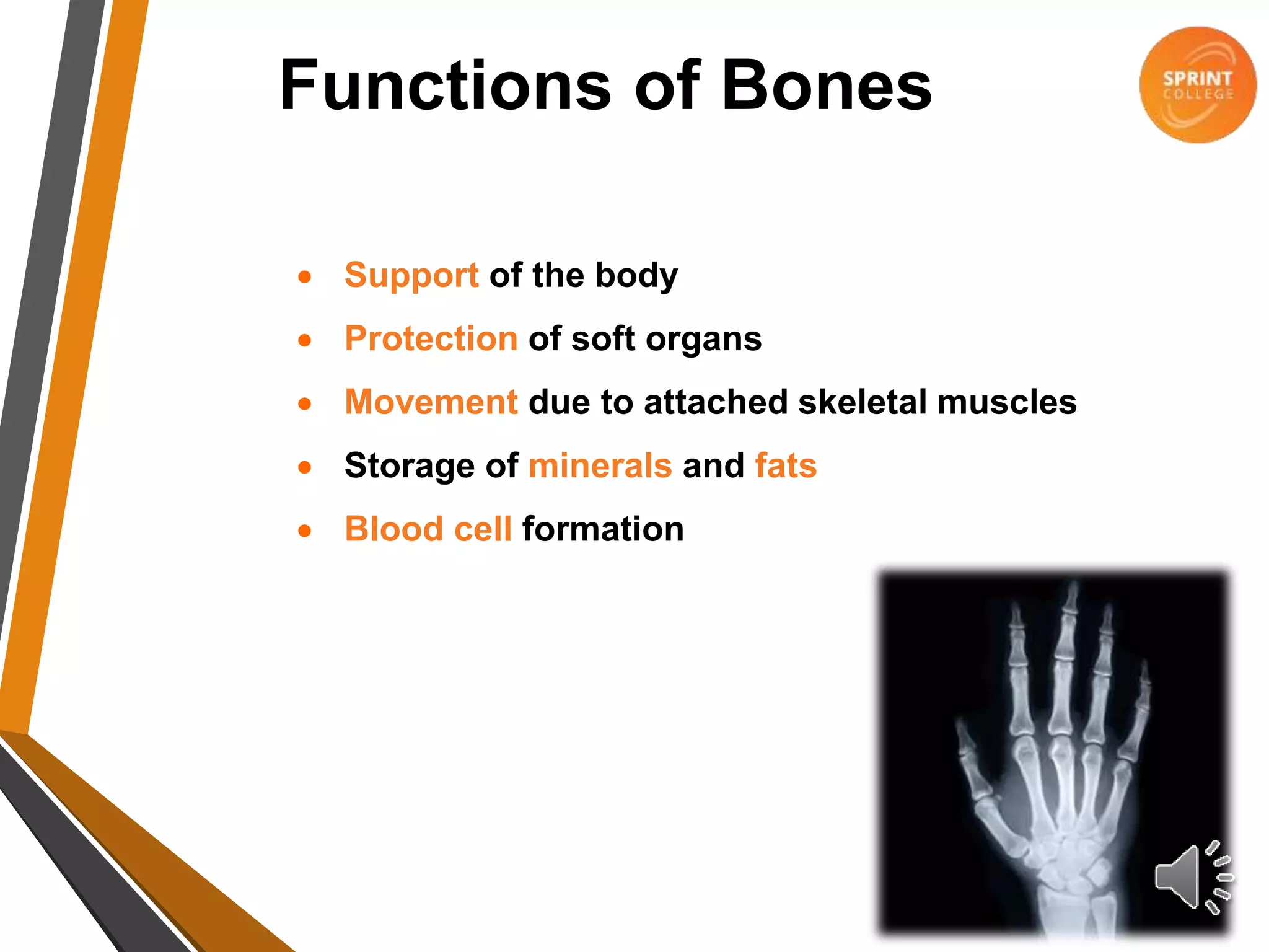 Skeletal System | PPTX