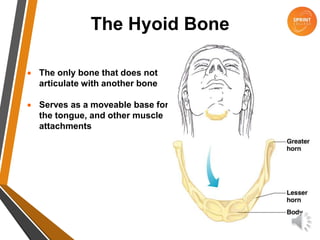 Skeletal System | PPTX