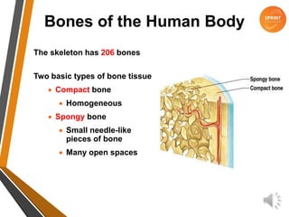 Skeletal System | PPTX