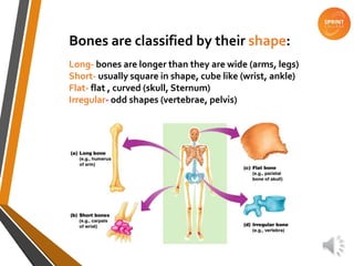Skeletal System | PPTX