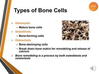 Skeletal System | PPTX