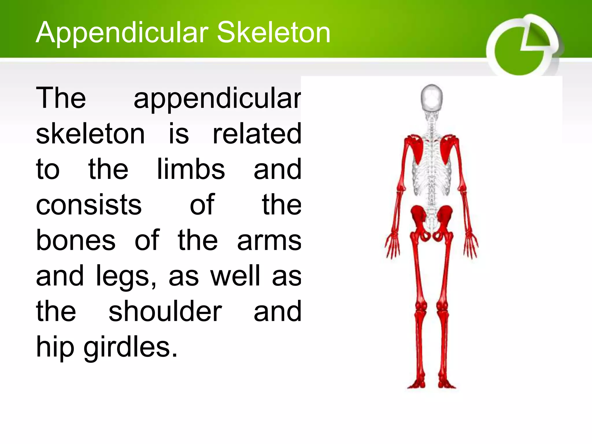 Skeletal system | PPT