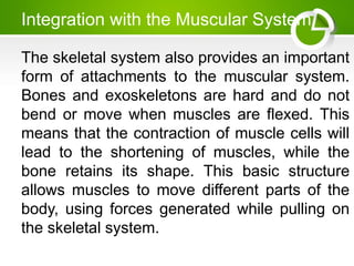 Skeletal system | PPT