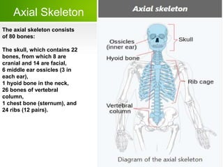 Skeletal system | PPT