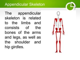 Skeletal system | PPT | Bone and Joint Conditions | Diseases and Conditions