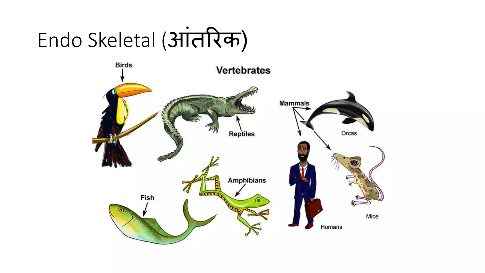 Skeletal system (अस्थि तंत्र) | PPTX
