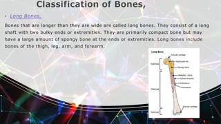 Skeletal system | PPT