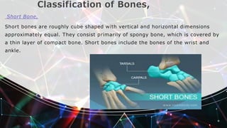 Skeletal system | PPTX