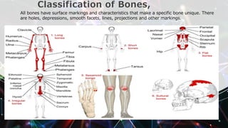 Skeletal system | PPT
