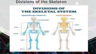 Skeletal system | PPT