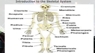 Skeletal system | PPT