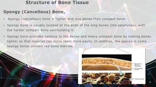 Skeletal system | PPT