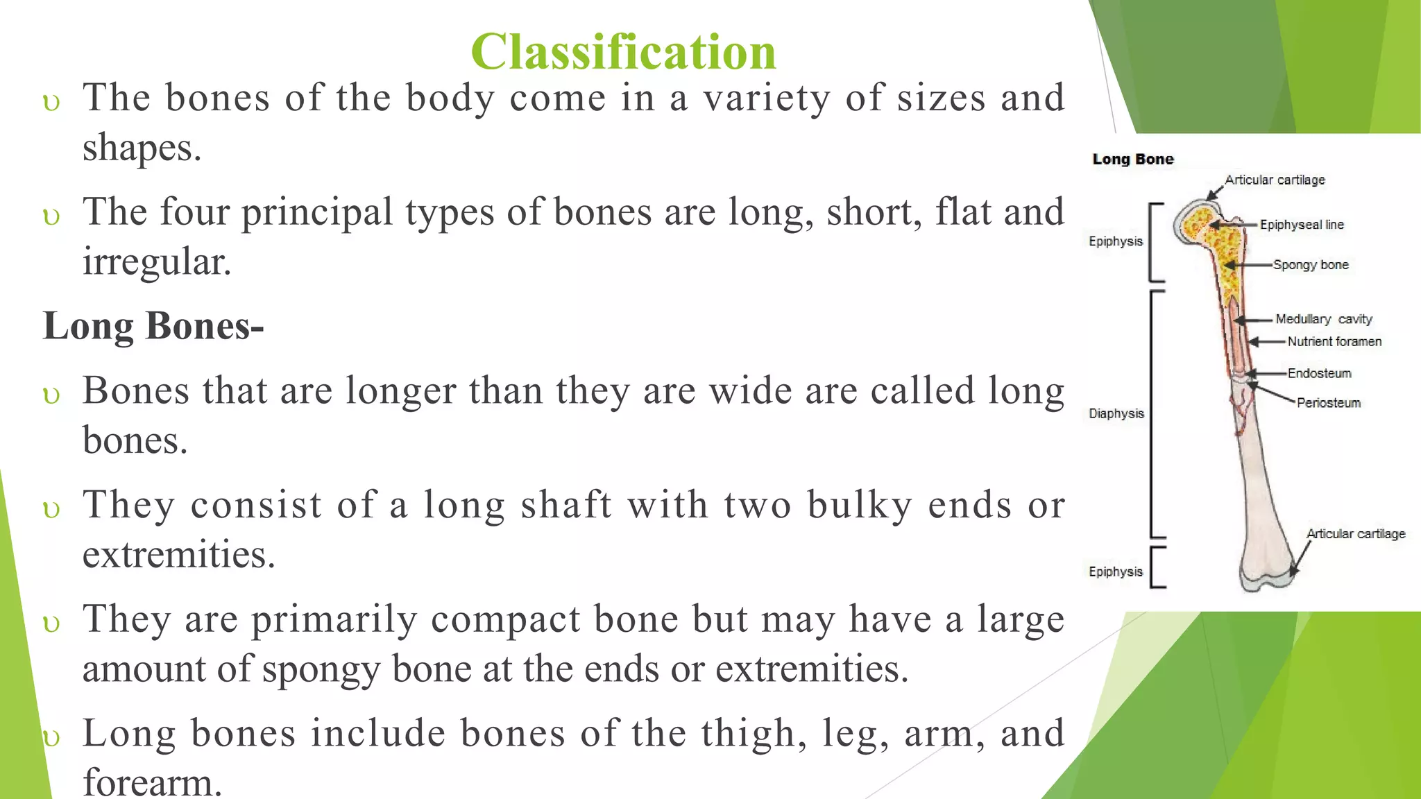 Skeletal system | PDF