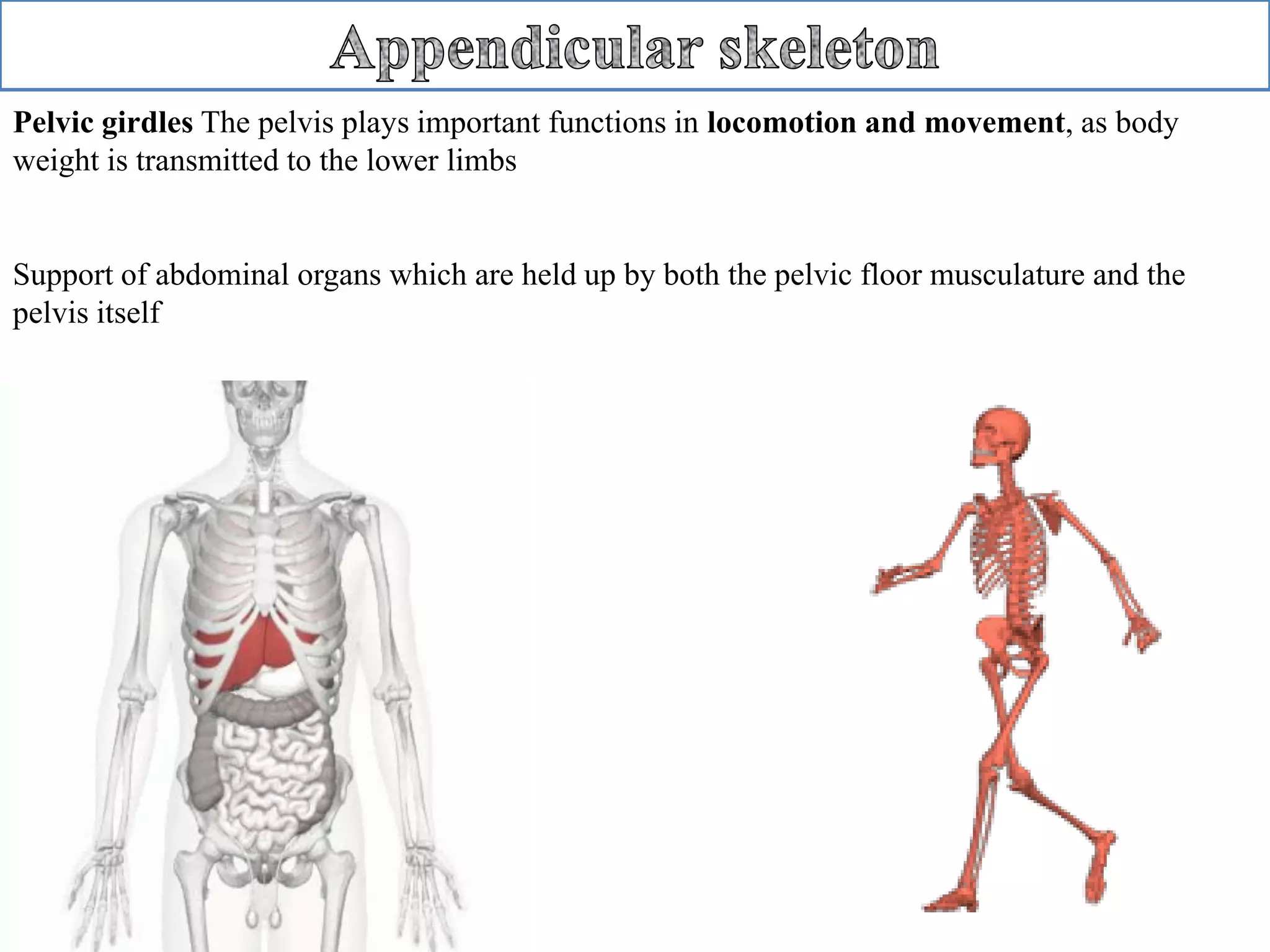 Skeletal system | PPT