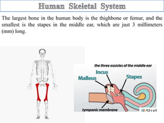 Skeletal system | PPT