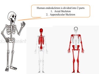 Skeletal system | PPT