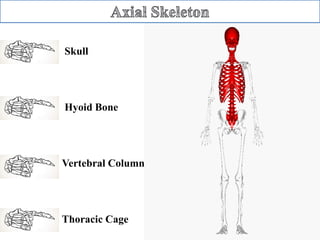 Skeletal system | PDF