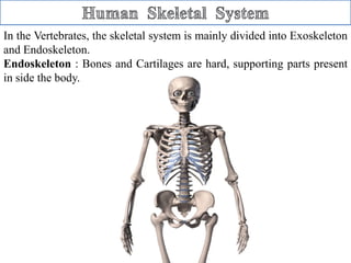 Skeletal system | PPT