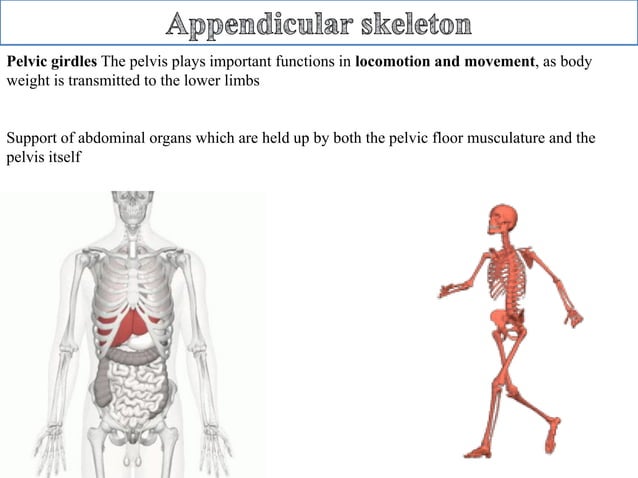 Skeletal system | PPT