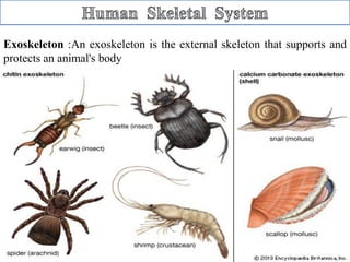 Skeletal system | PPT