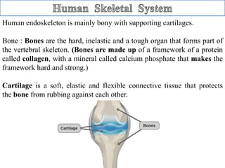 Skeletal system | PDF
