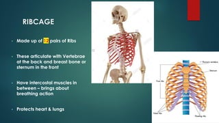 Skeletal system anatomy physiology and yogic corelation | PDF