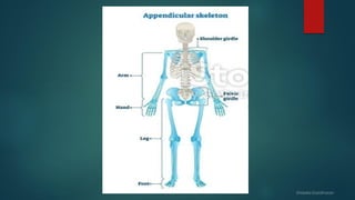 Skeletal system anatomy physiology and yogic corelation | PDF