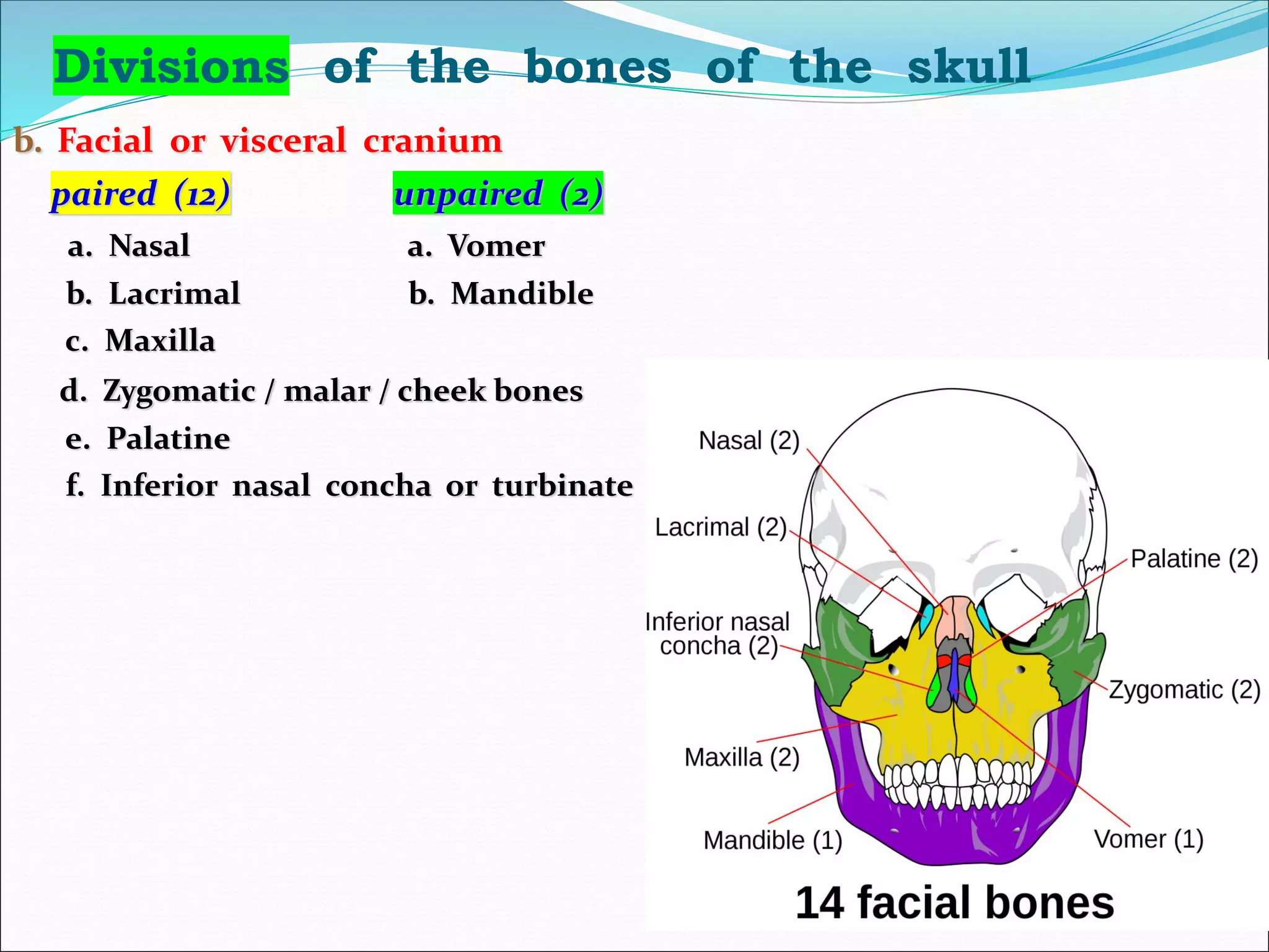 SKELETAL SYSTEM ANATOMY | PDF