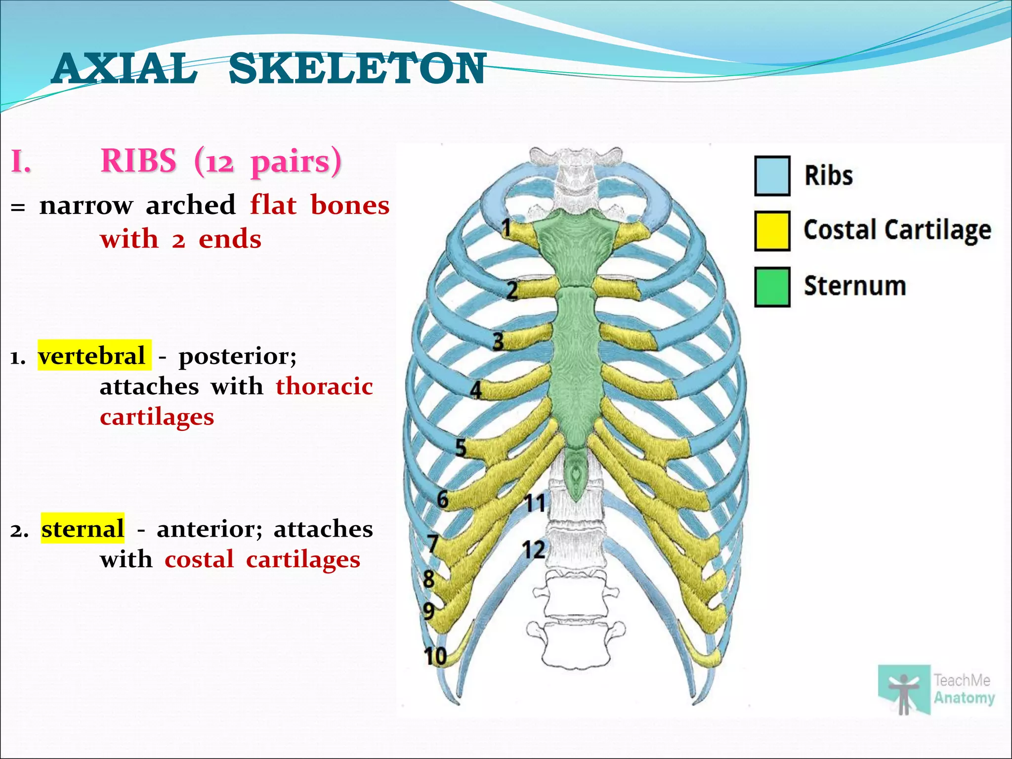 SKELETAL SYSTEM ANATOMY | PDF