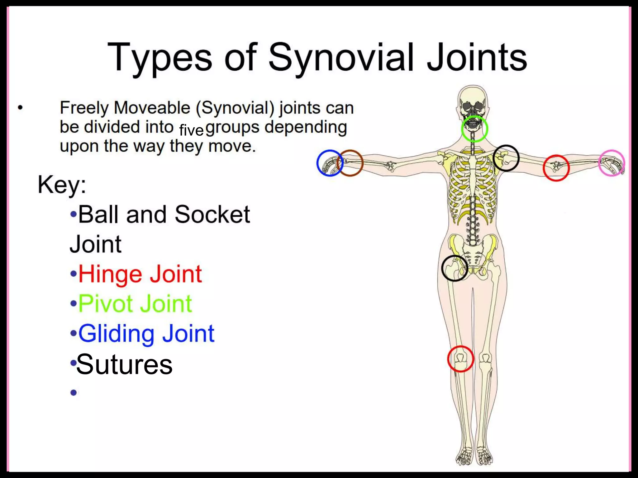 Skeletal system.pptx