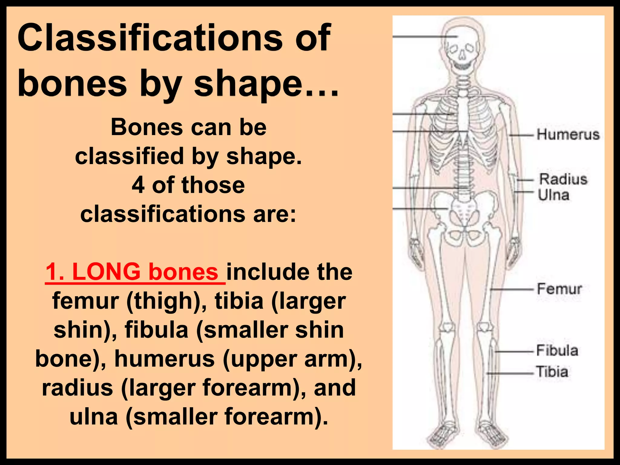 Skeletal system.pptx