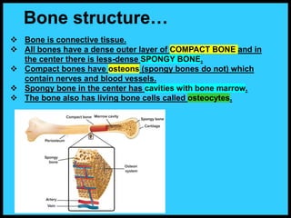 Skeletal system.pptx