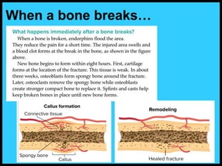 Skeletal system.pptx