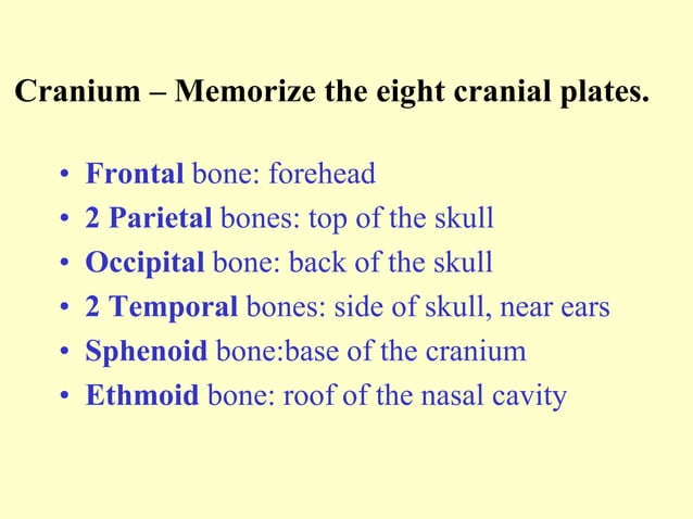 Skeletal System.ppt