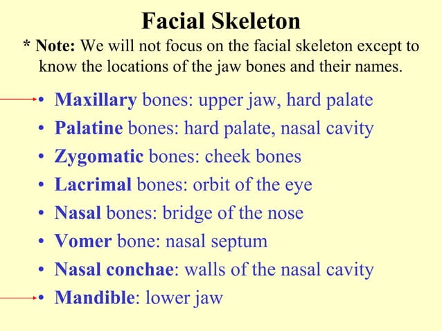 Skeletal System.ppt