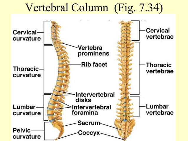 Skeletal System.ppt