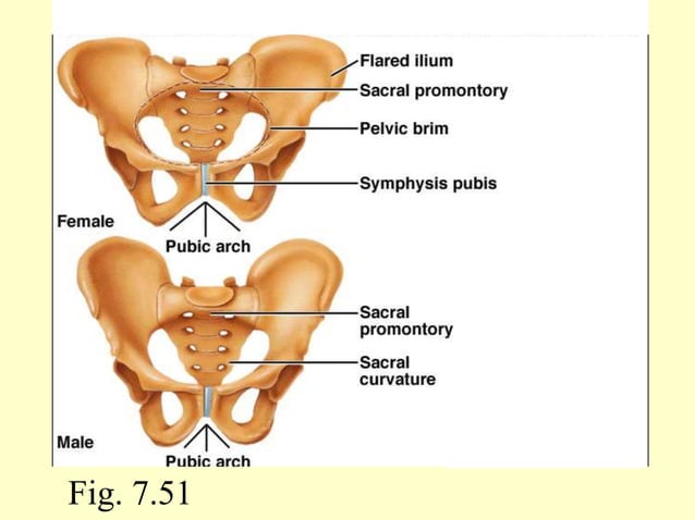 Skeletal System.ppt