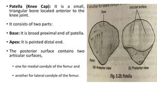 Skeletal System.pdf