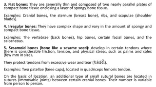 Skeletal System.pdf