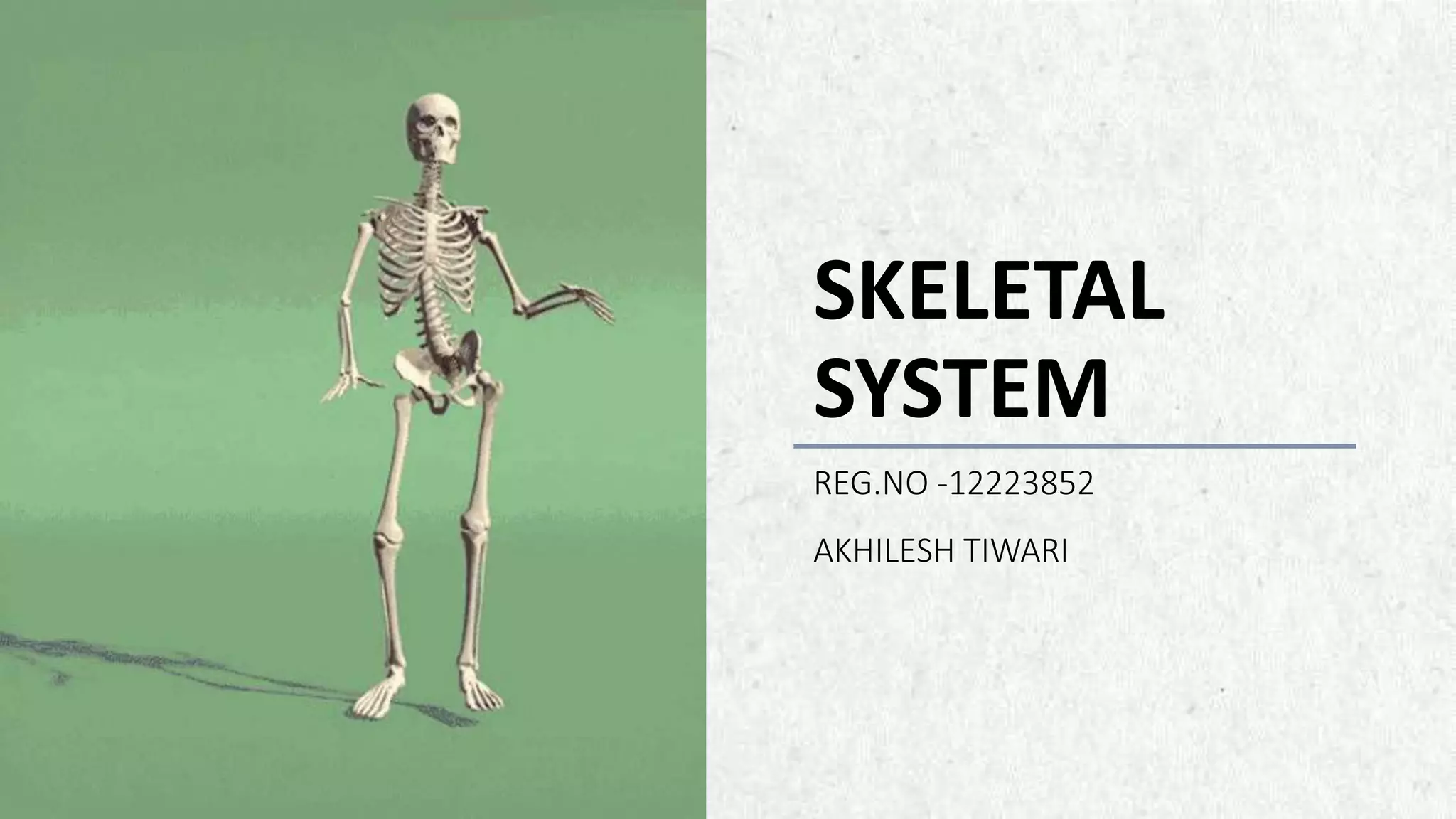 skeletal system.pptx