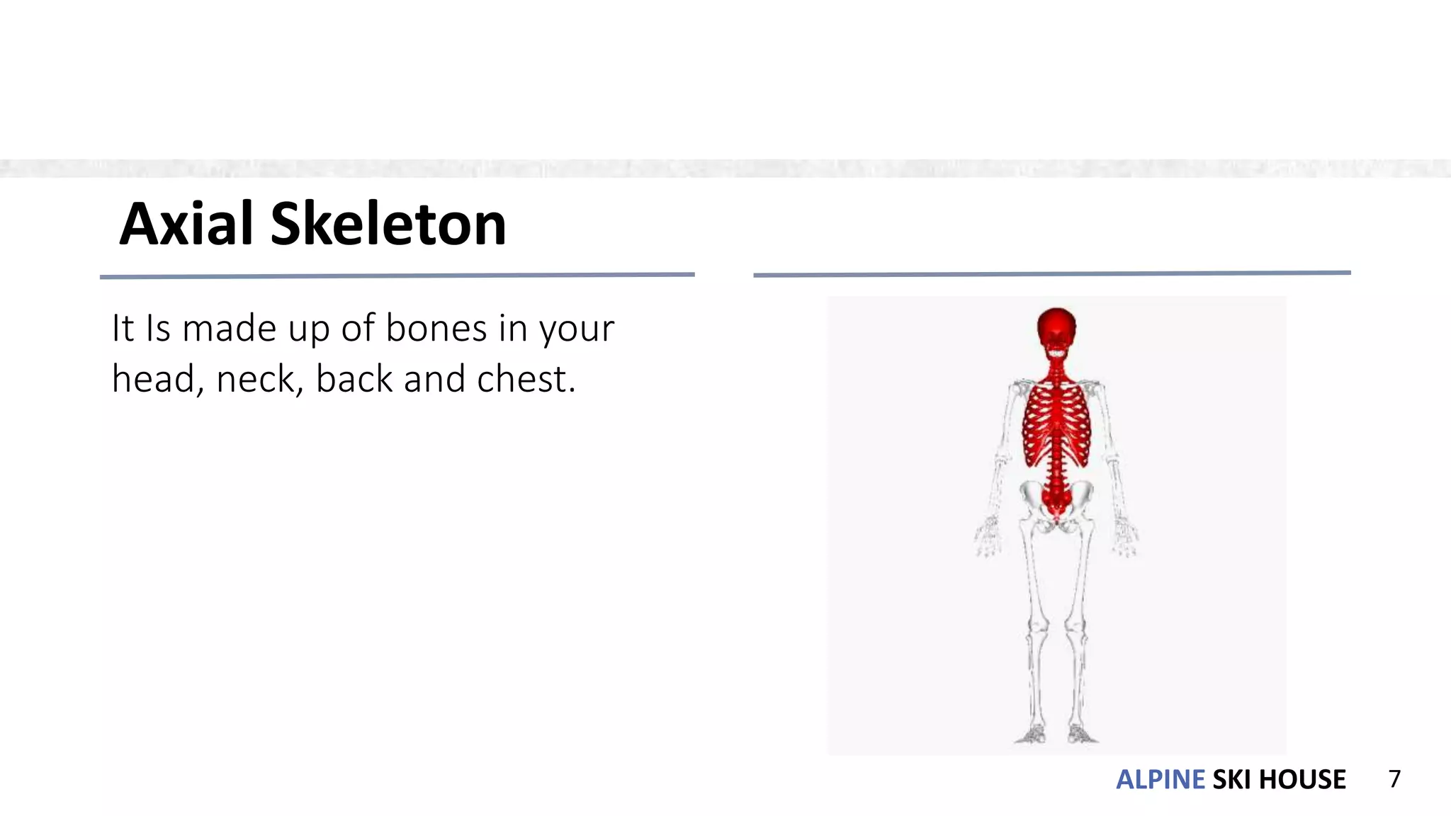 skeletal system.pptx