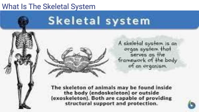 Skeletal System.pdf