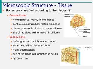 Skeletal_System.ppt | Death, Injury, or Military Conflict | Sensitive ...