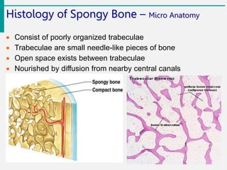 Skeletal_System.ppt