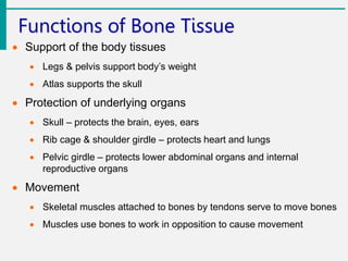Skeletal_System.ppt