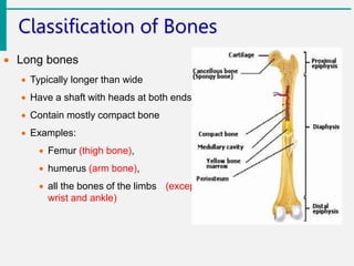 Skeletal_System.ppt