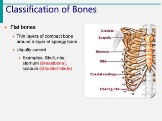 Skeletal_System.ppt